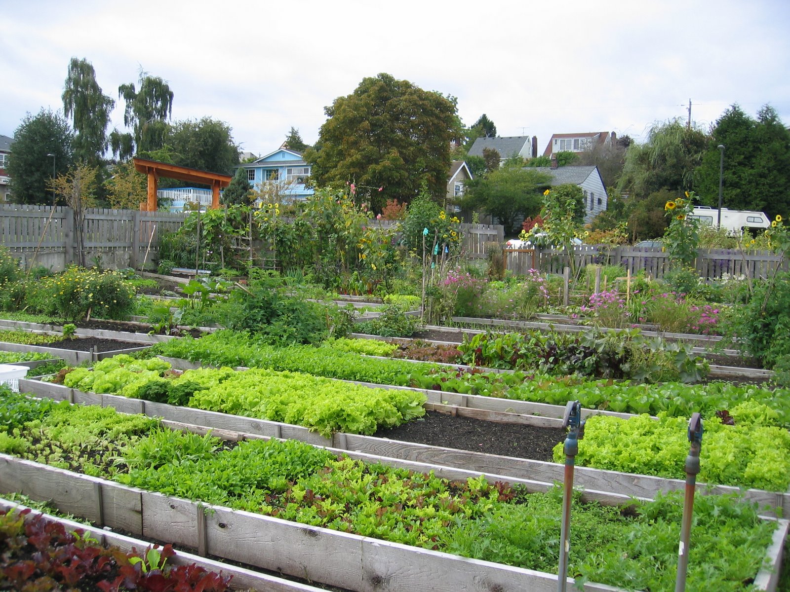 Growing Food – Growing Community – Nakano Associates